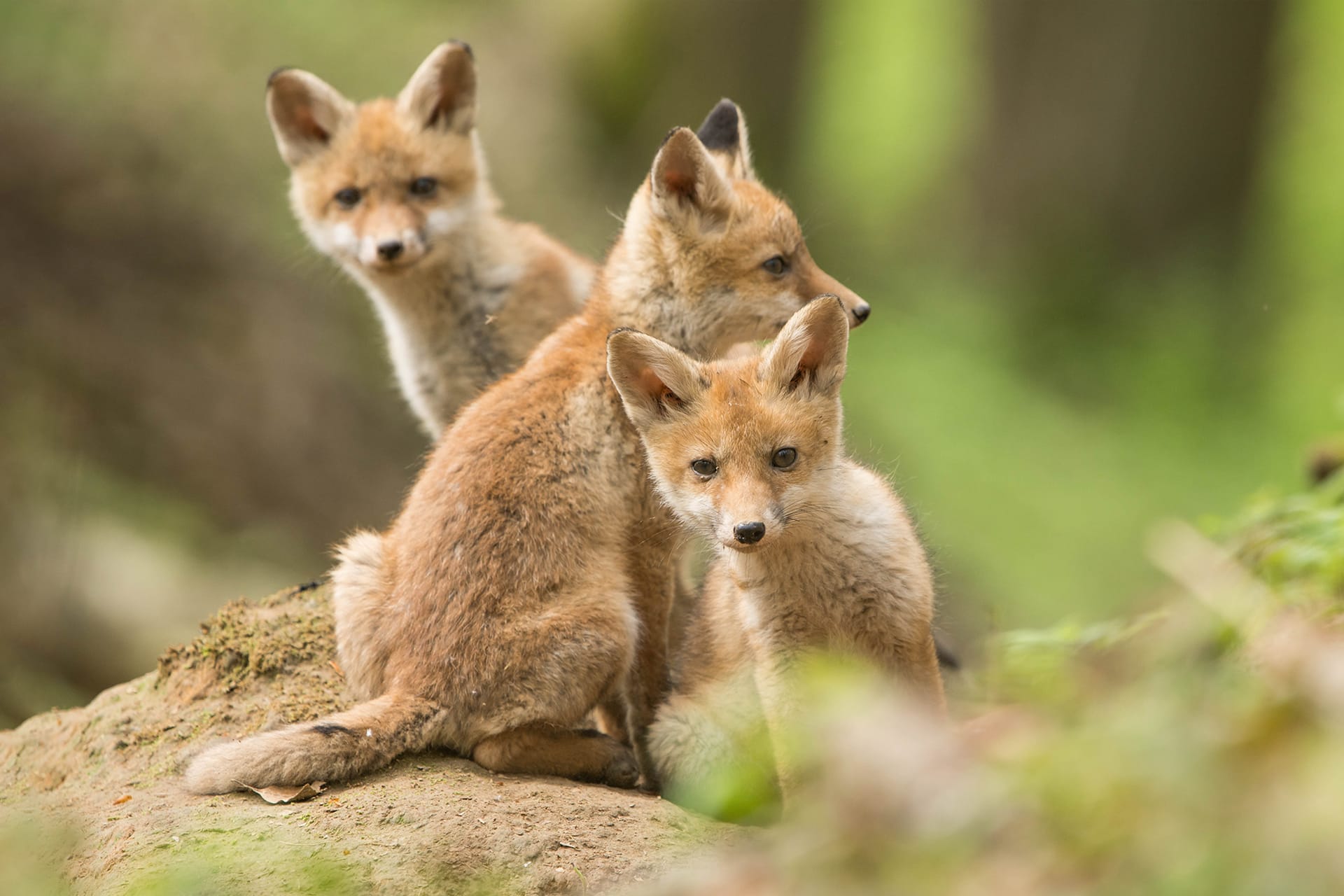 Rotfuchs mit Familiensinn – HALALI – Jagd, Natur & Lebensart