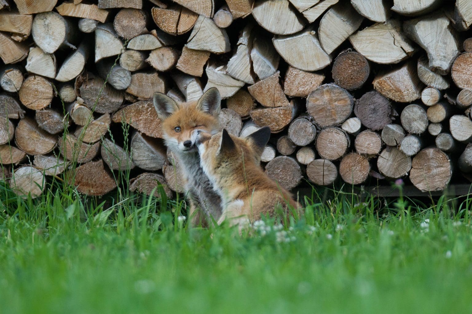 Rotfuchs mit Familiensinn – HALALI – Jagd, Natur & Lebensart