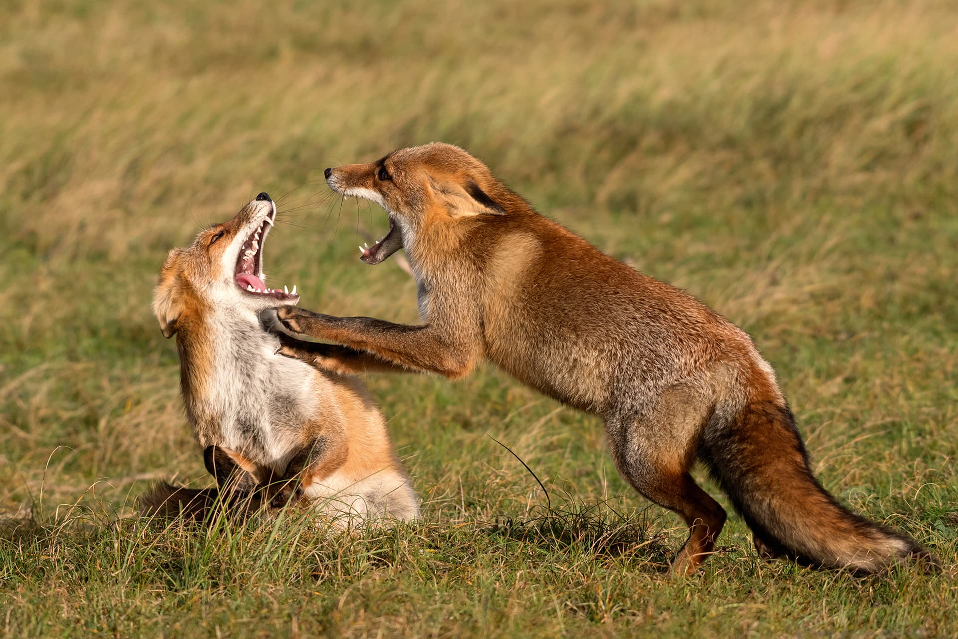 Rotfuchs mit Familiensinn – HALALI – Jagd, Natur & Lebensart