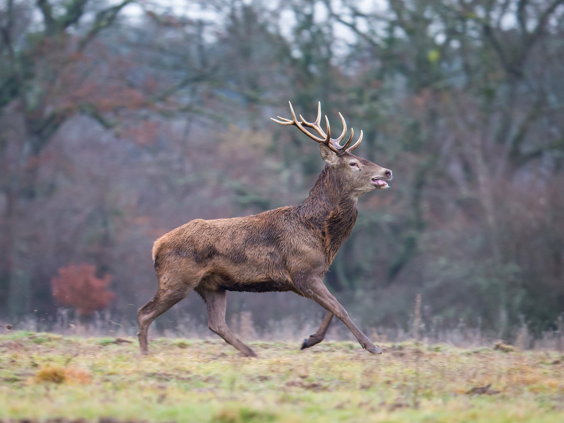 Aktuelle Ausgabe – HALALI – Jagd, Natur & Lebensart