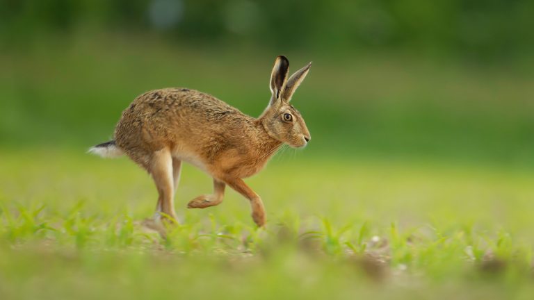 Der Feldhase – Supersprinter im Feldermeer – HALALI – Jagd, Natur ...