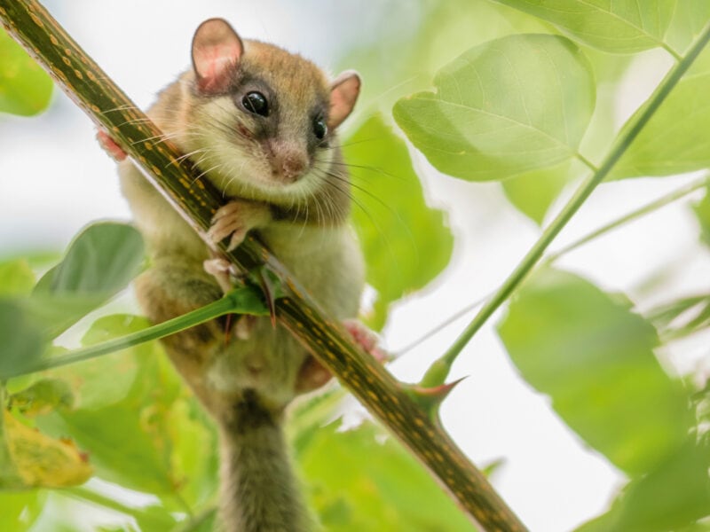 Zauberhafte Schlafmäuse – HALALI – Jagd, Natur & Lebensart