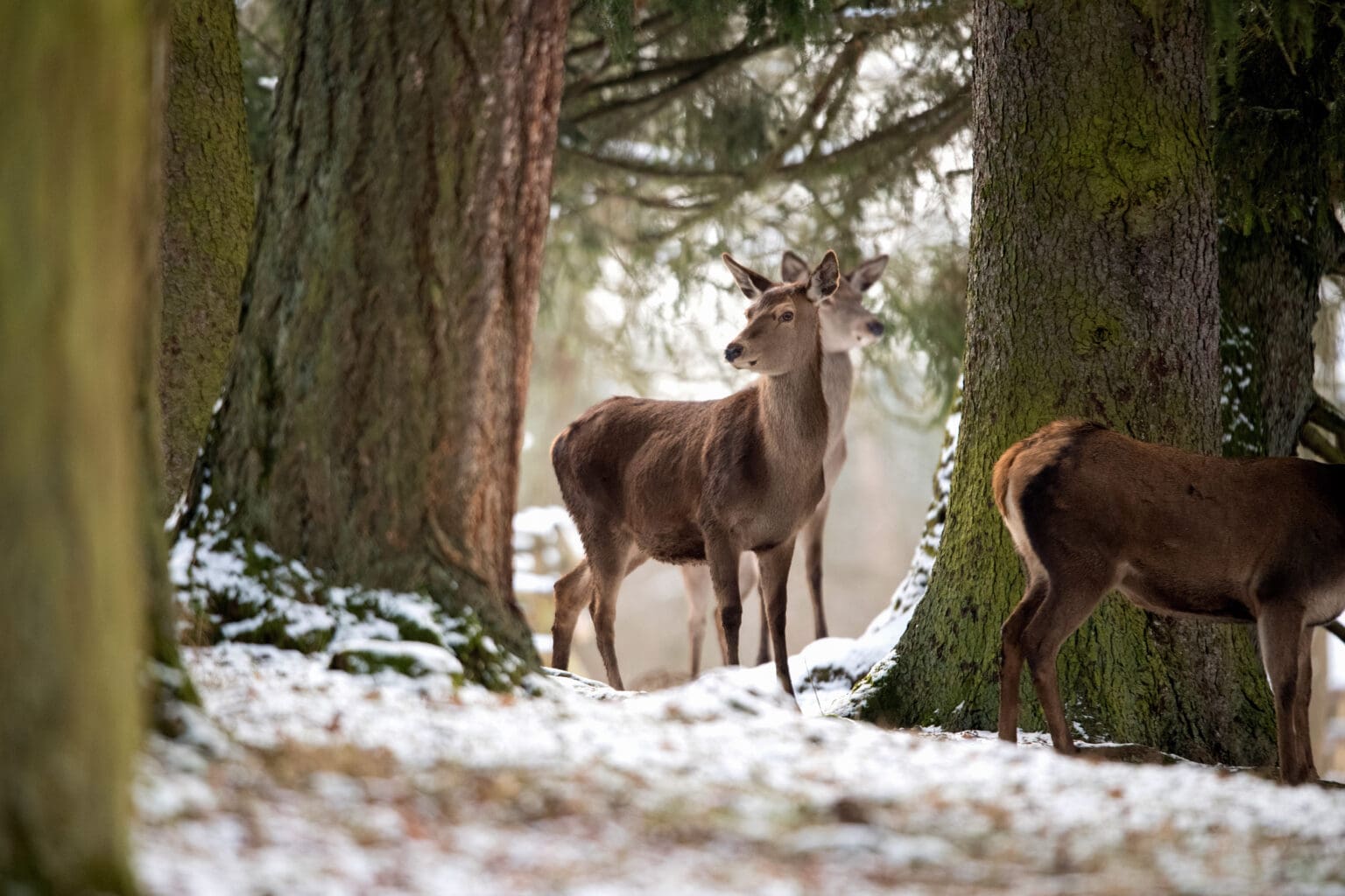 Überlebensstrategien im Winter – HALALI – Jagd, Natur & Lebensart